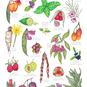 Australian Native Bush Tucker Poster DIGITAL DOWNLOAD - Etsy