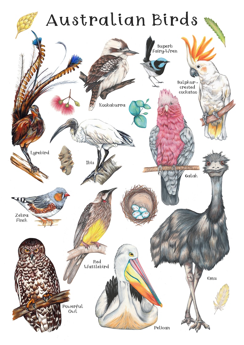 Australian Birds Poster Native Wildlife Dessiné à la main | Etsy