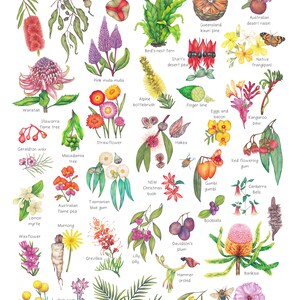 Australian Native Plants Poster DIGITAL DOWNLOAD - Etsy Australia