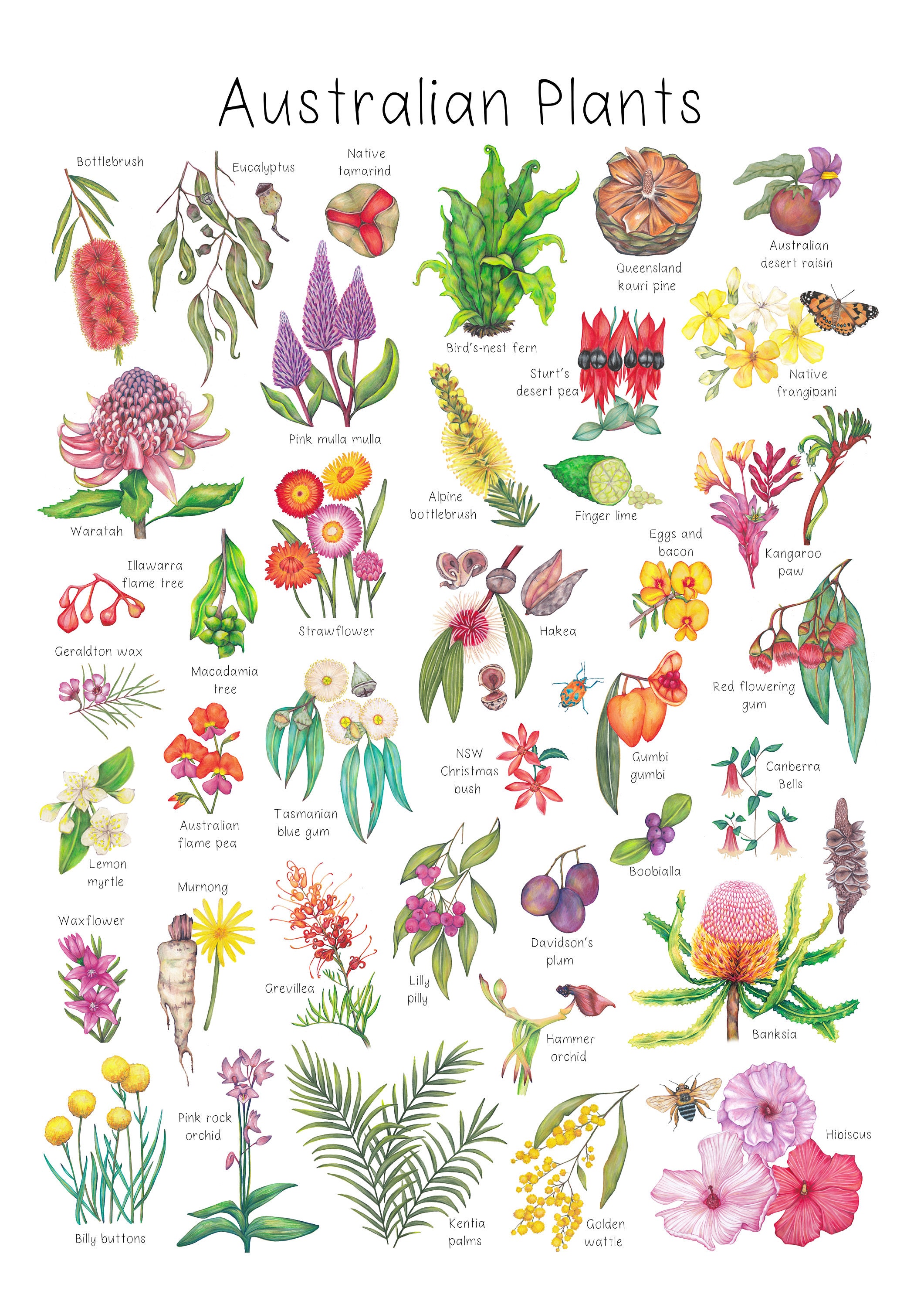 Australian Native Plants Poster DIGITAL DOWNLOAD - Etsy Australia