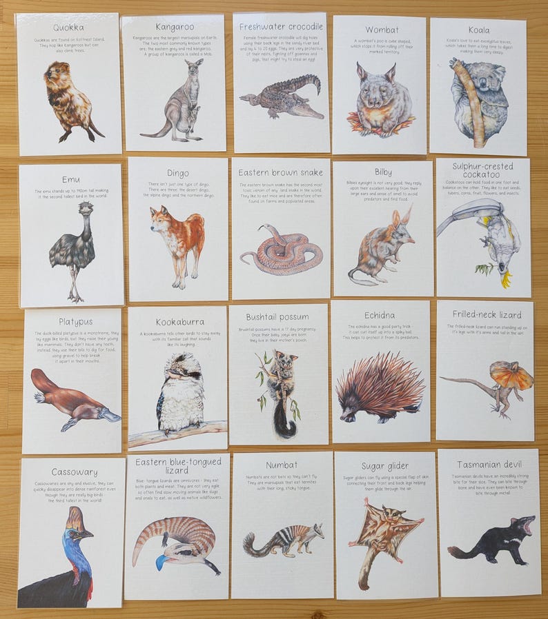 Australian Native Animal Flash Cards DIGITAL DOWNLOAD - Etsy