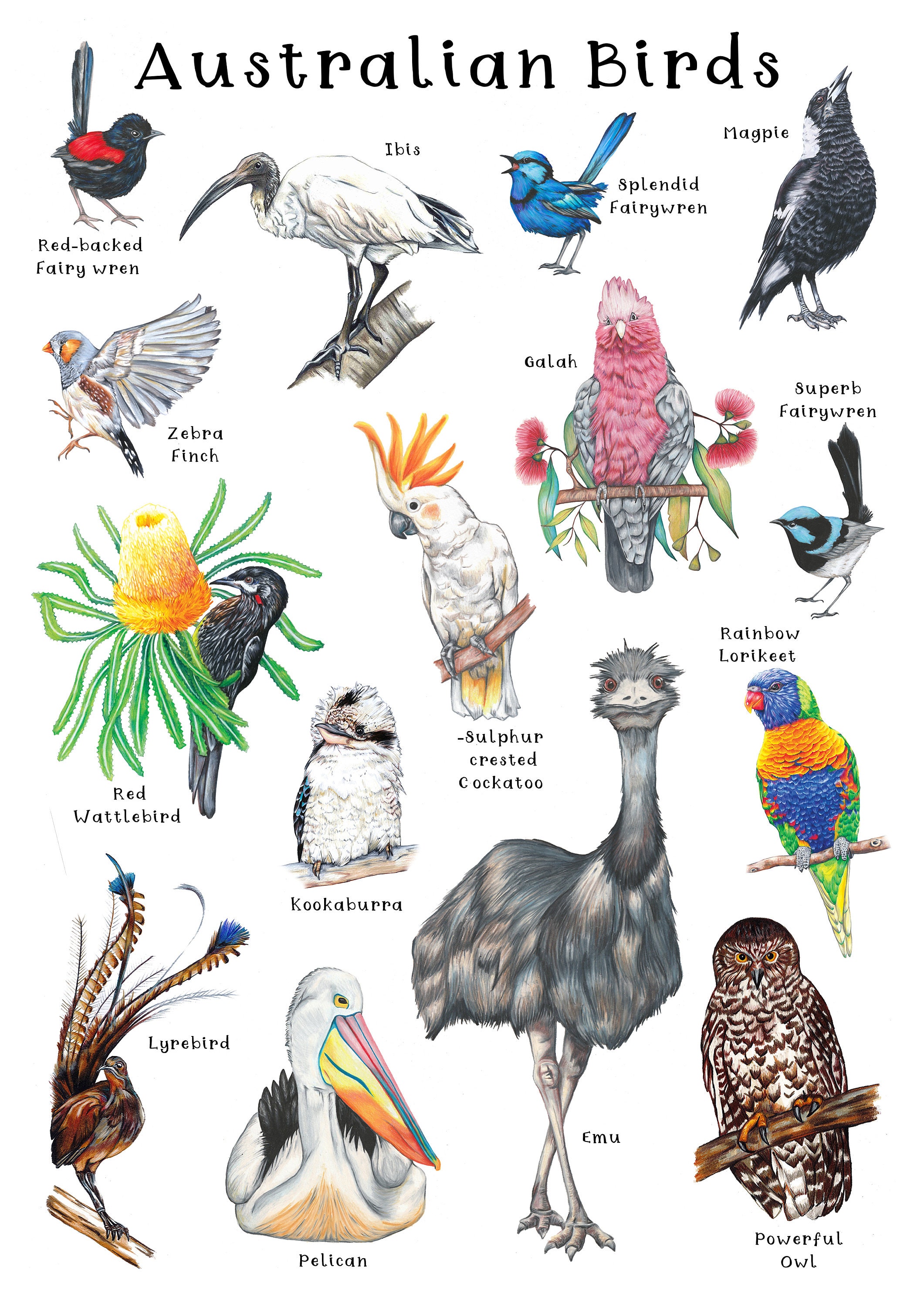 Australian Birds Poster Native Wildlife Hand-drawn Kids | Etsy Australia