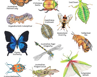 Australian Insects