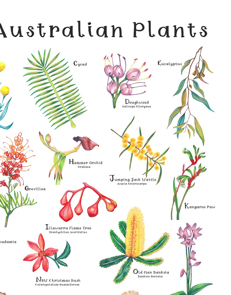 A-Z of Australian Native Plants Botanical Print Hand Drawn | Etsy
