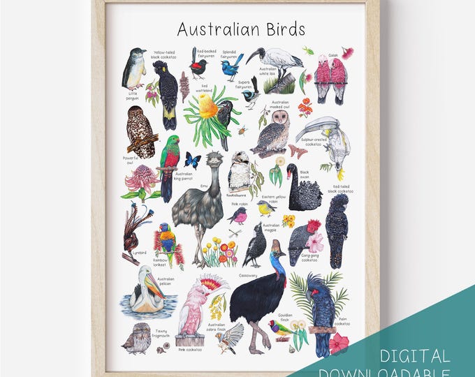 MAGPIE Birds of Australia, Australian Art Prints, Educational Poster ...