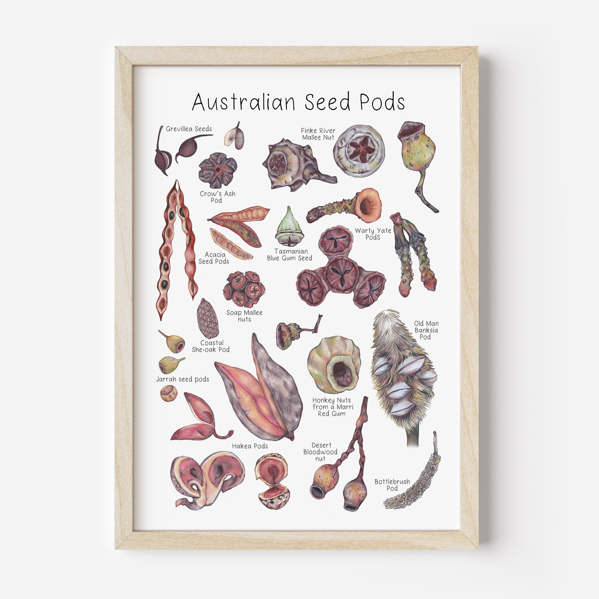 Australian Native Seed Pod Poster DIGITAL DOWNLOAD - Etsy