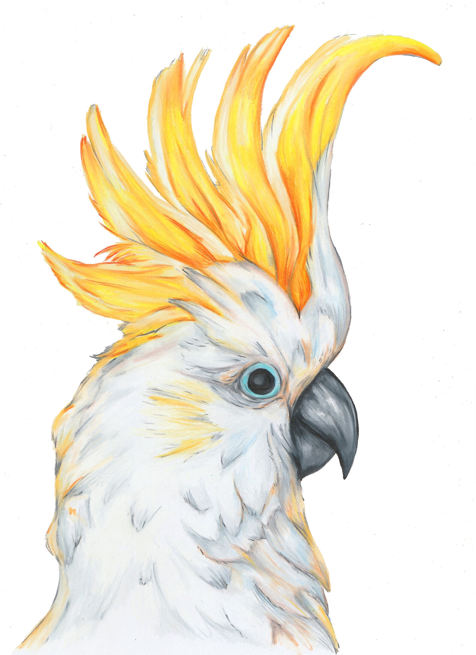 My Australian Native Bird Line Up Hand Drawn Illustrations | Etsy