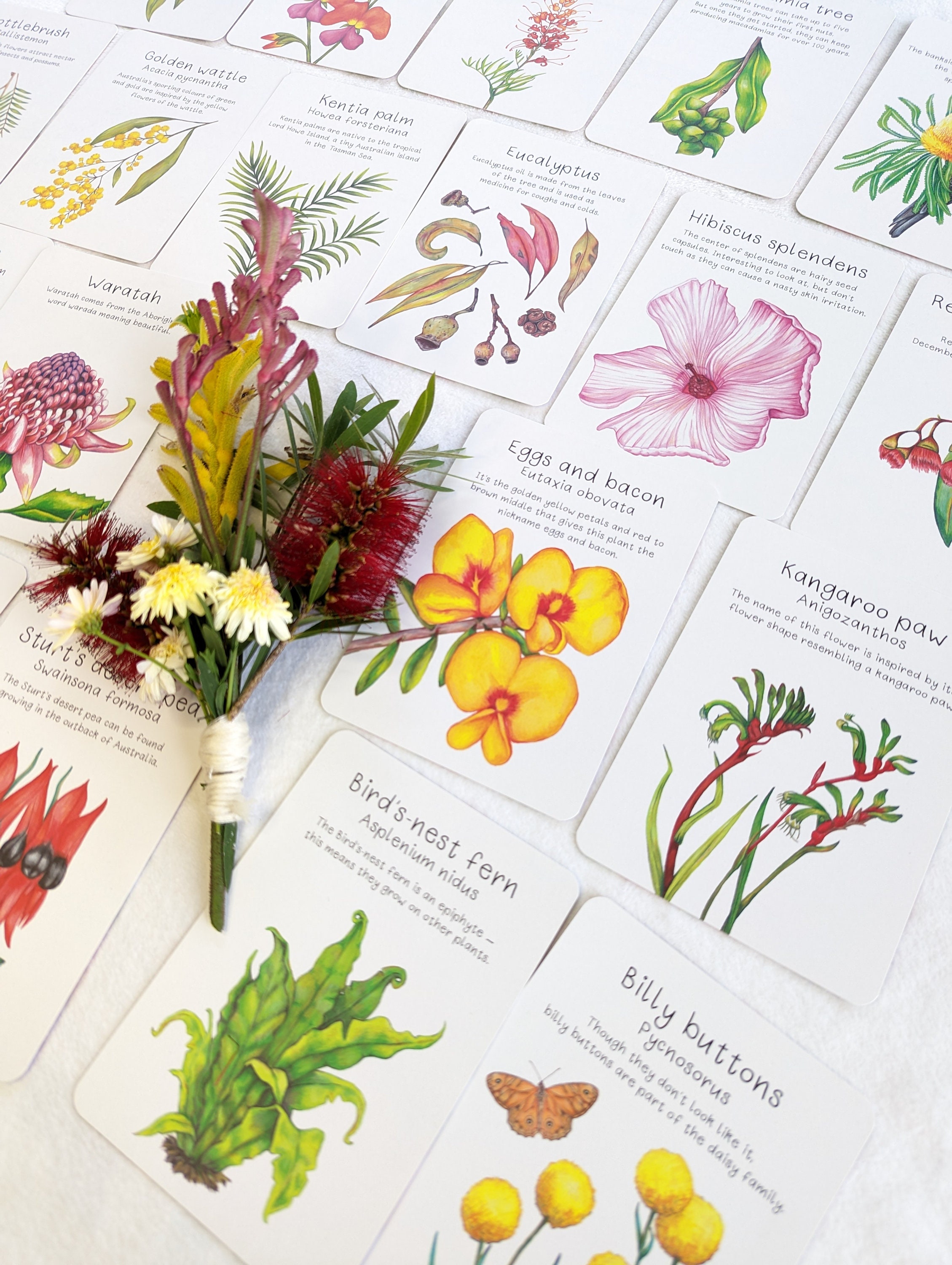 Australian Native Plant Flash Cards 20 in a Pack Fun Facts - Etsy Australia
