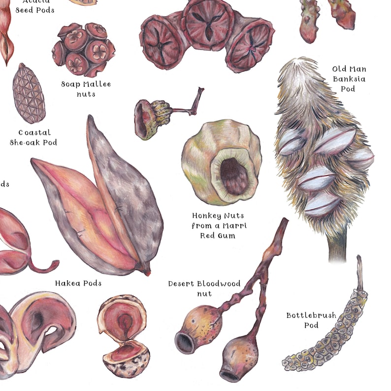 Australian Native Seed Pods Botanical Print Hand Drawn - Etsy Australia