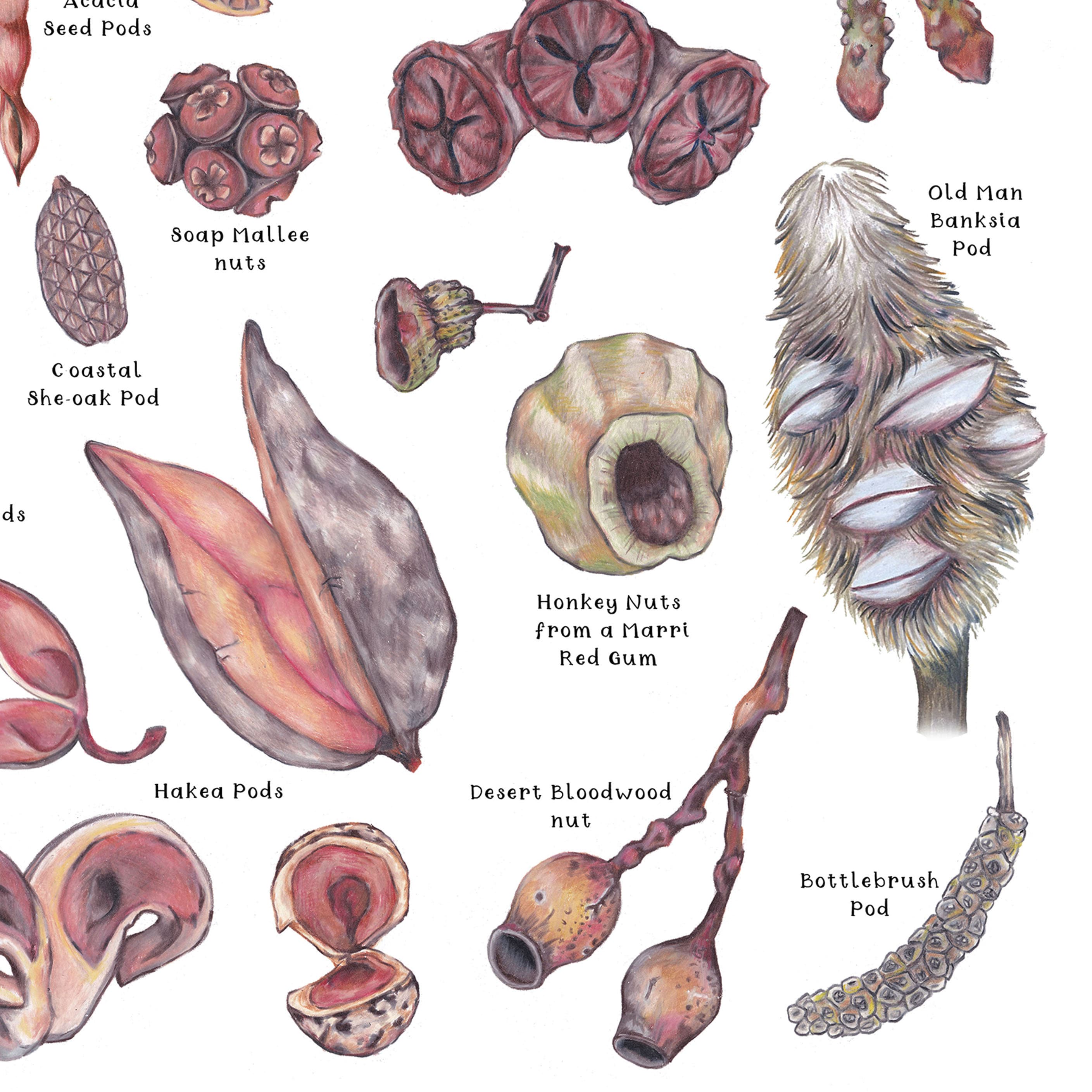 Australian Native Seed Pods Botanical Print Hand Drawn - Etsy Australia