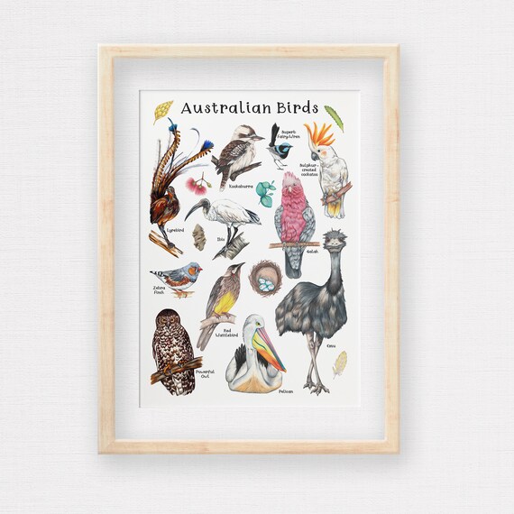 Australian Birds Poster Native Wildlife Hand-drawn Kids | Etsy