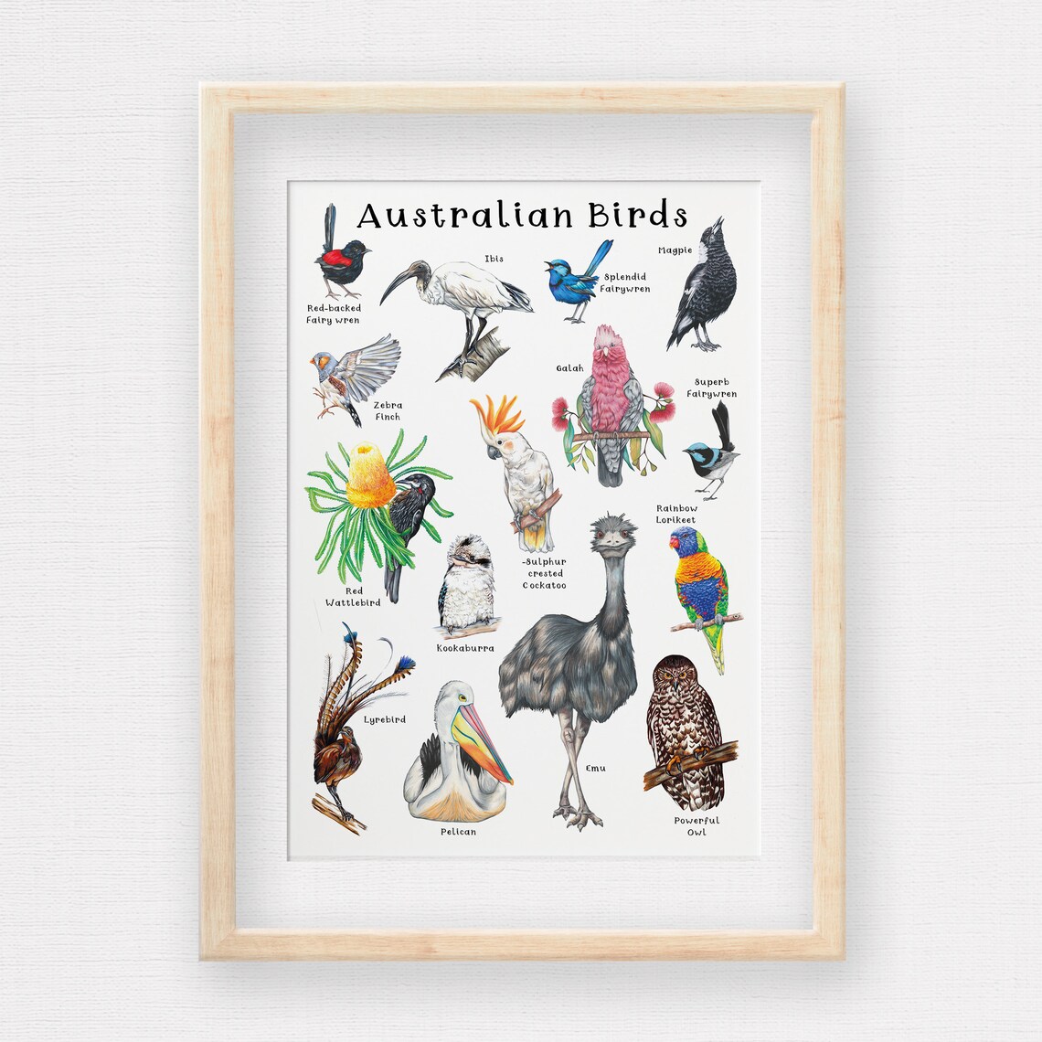 Australian Birds Poster Native Wildlife Hand-drawn Kids | Etsy Australia