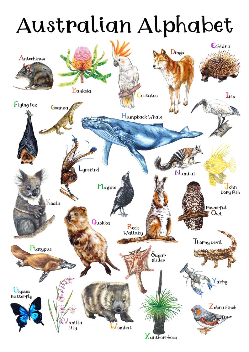 Australian Wildlife Alphabet Poster Hand Drawn Aussie Animals - Etsy ...