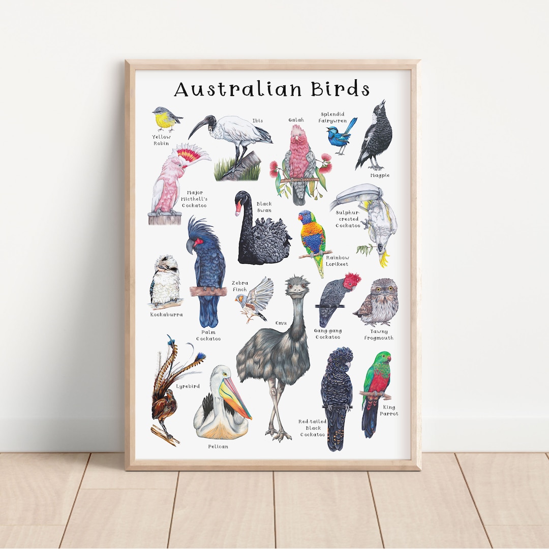 Australian Birds Poster, Native Wildlife, Hand-drawn, Kids Room ...