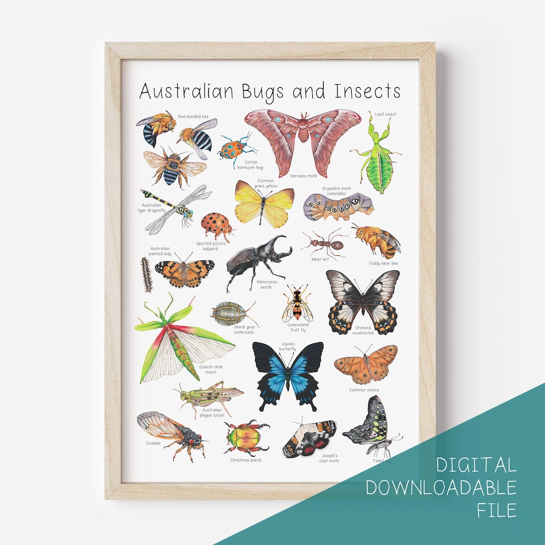 Australian Bugs and Insects Poster DIGITAL DOWNLOAD - Etsy