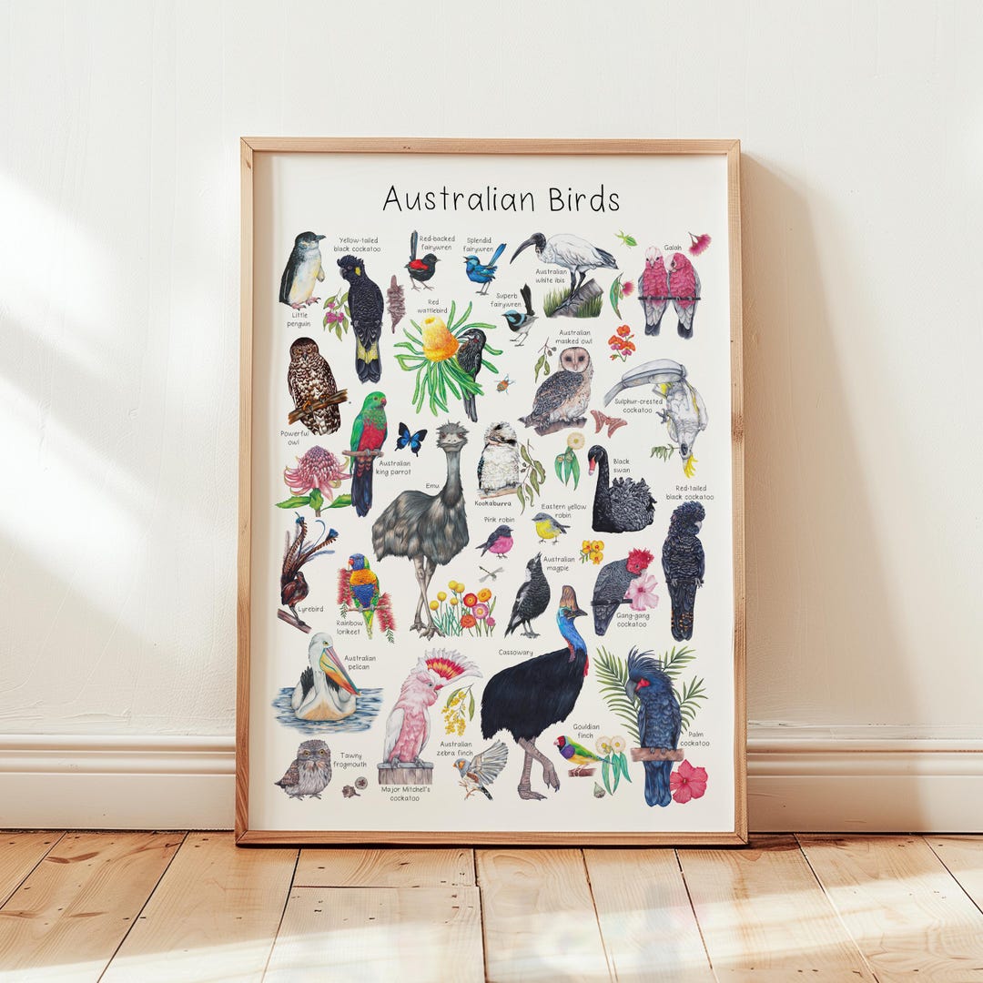 Australian Birds Poster, Native Wildlife, Hand-drawn, Kids Room ...