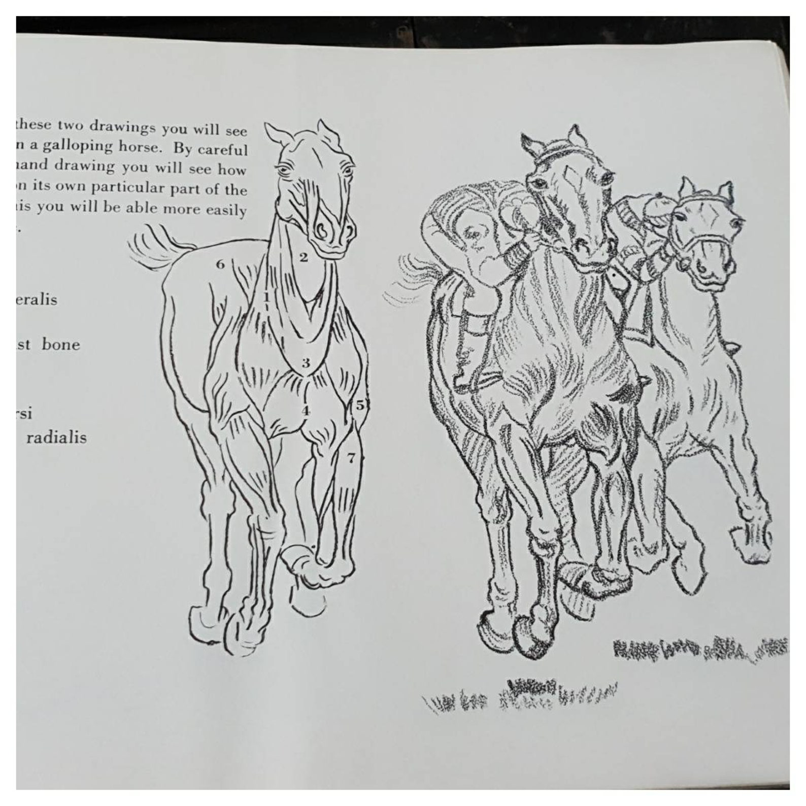 Victor Perard s drawing Horses Revised By Etsy victor-perard-s-drawing-horses-revised-by-etsy