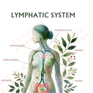 Lymphatic System Green Lymph Nodes Anatomy Doctor Gift