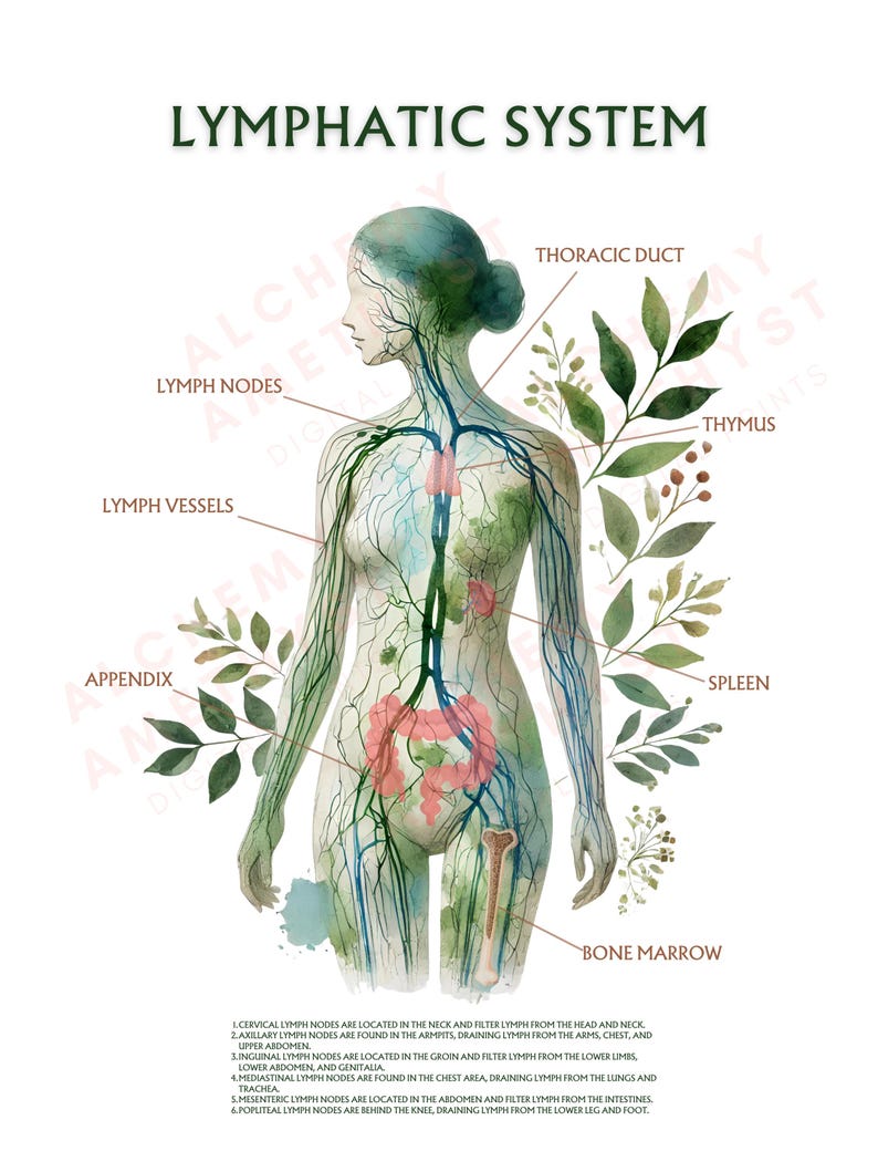 Lymphatic System (green) | Lymph Nodes Anatomy | Doctor Gift ...