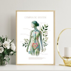Lymphatic System Art | Lymph Nodes Anatomy Art | Doctor Gift ...
