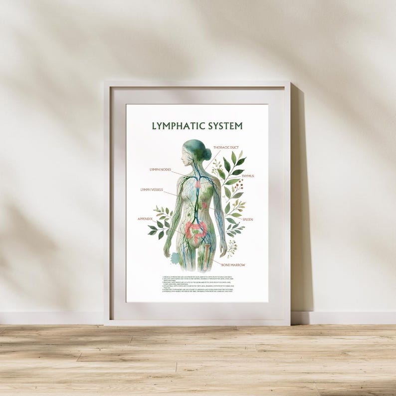 Lymphatic System (green) | Lymph Nodes Anatomy | Doctor Gift ...