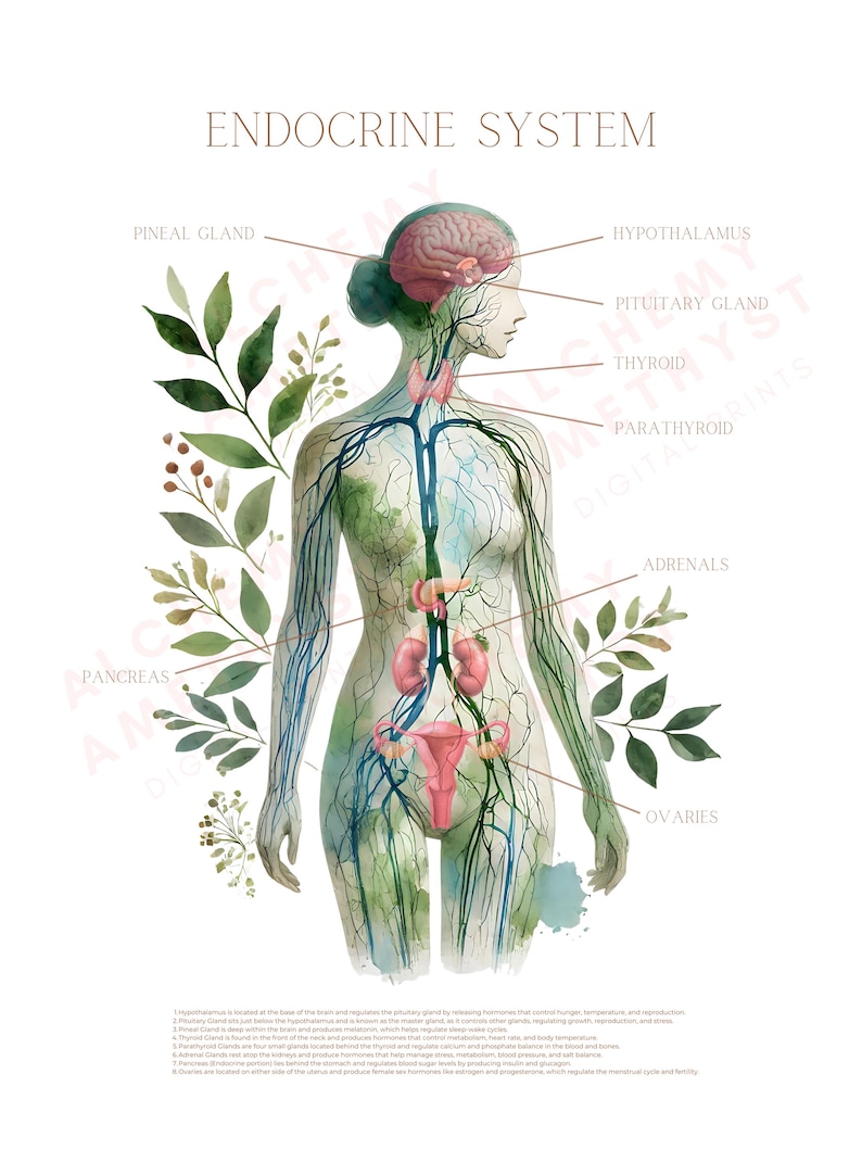 Endocrine System Art | Hormonal Glands Anatomy | Endocrinologist ...