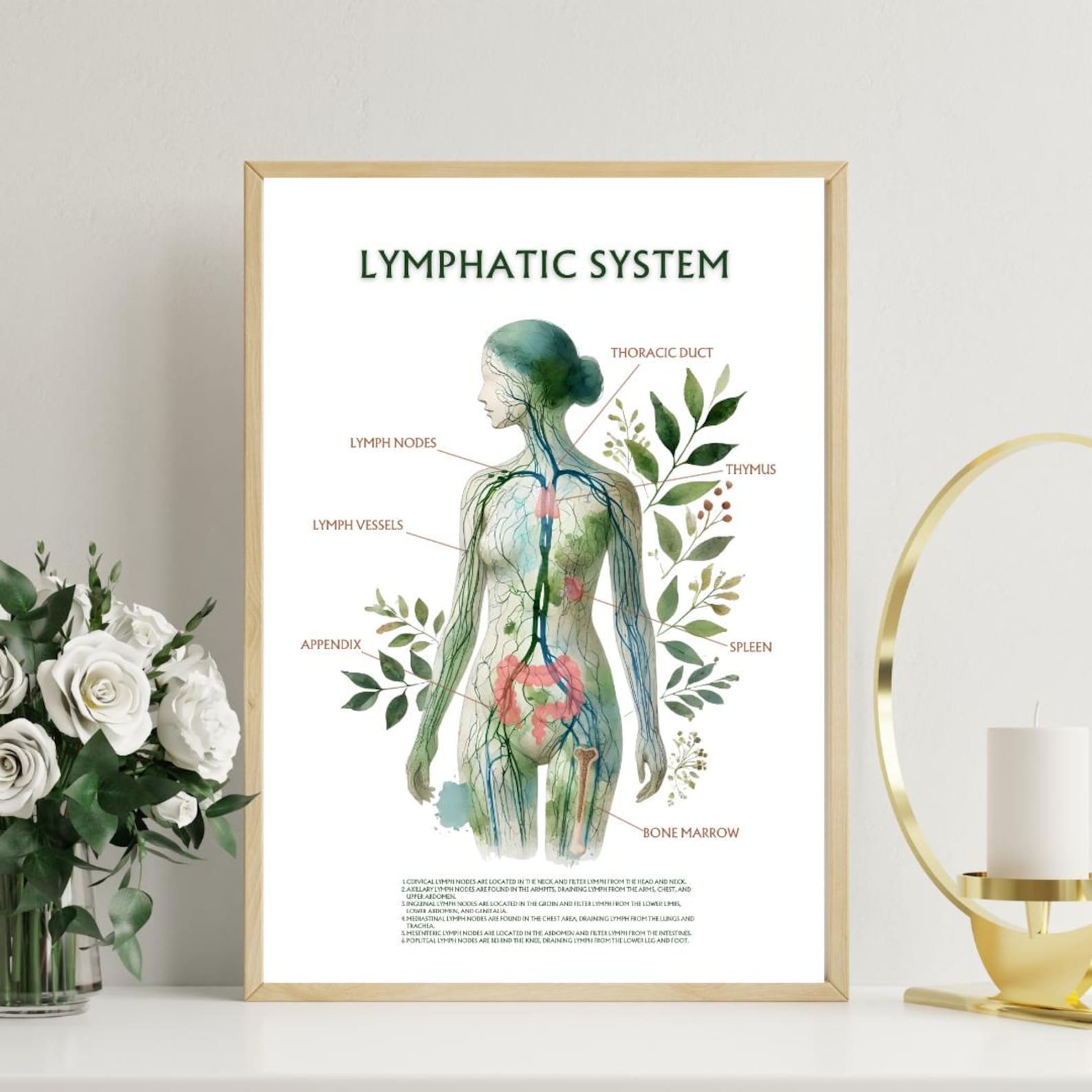 Lymphatic System (green) | Lymph Nodes Anatomy | Doctor Gift ...
