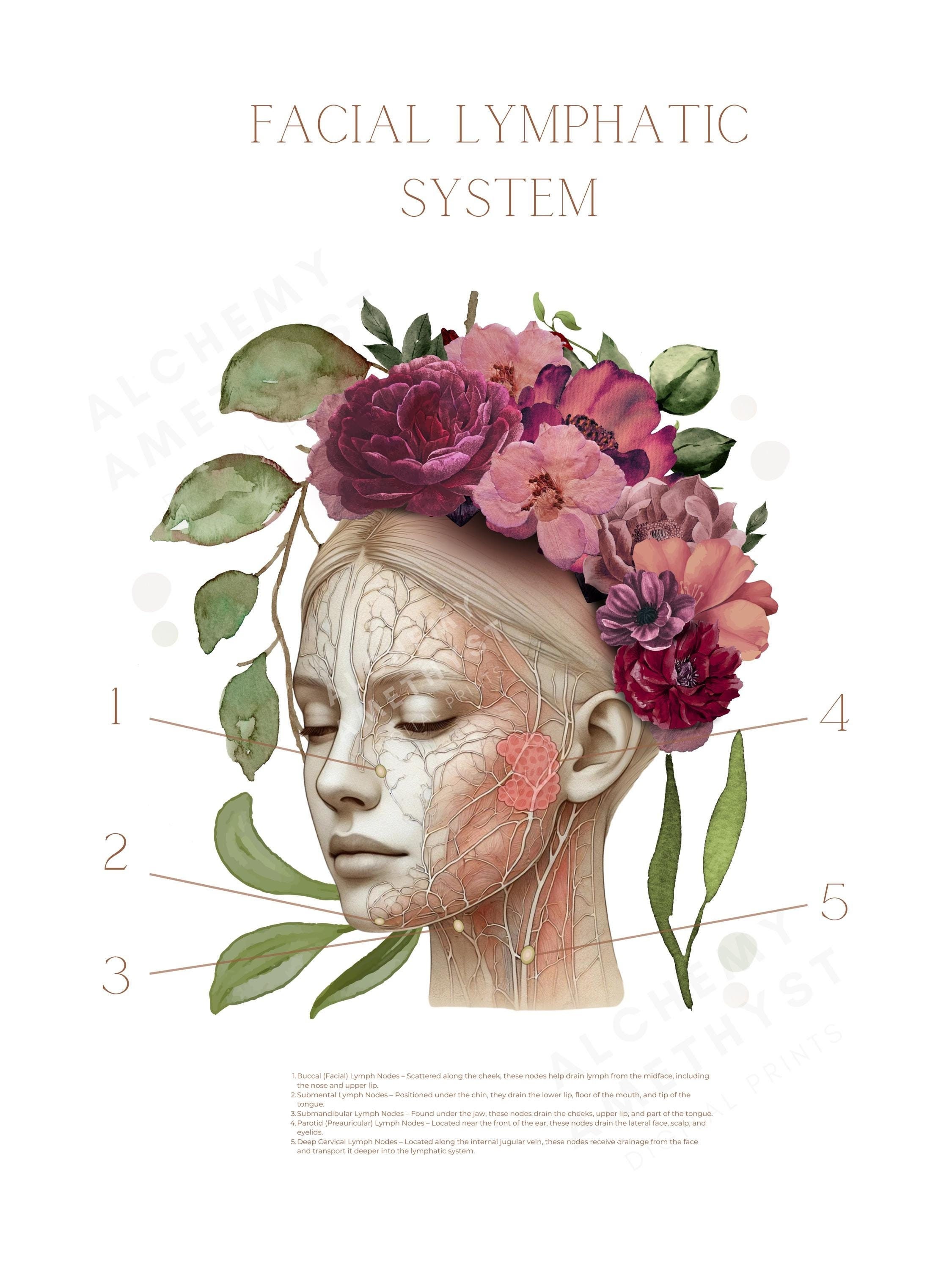 Facial Lymphatic System Art | Nodes, Anatomy Art | Doctor Gift ...