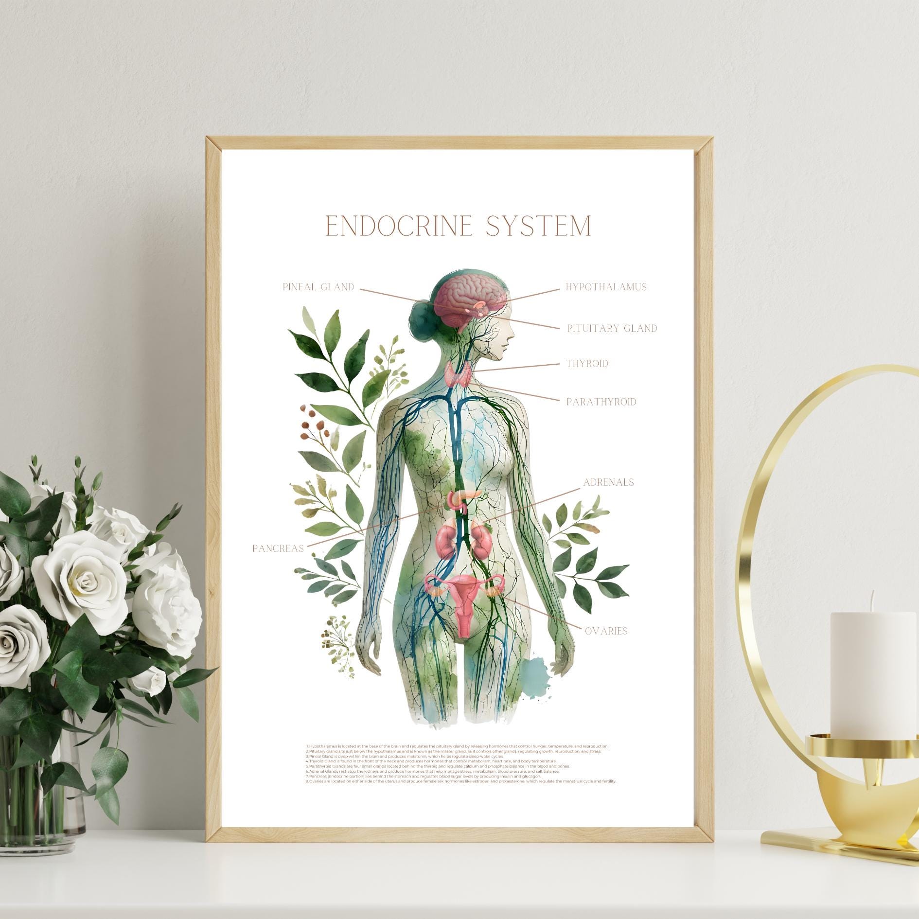 Endocrine System Art | Hormonal Glands Anatomy | Endocrinologist ...