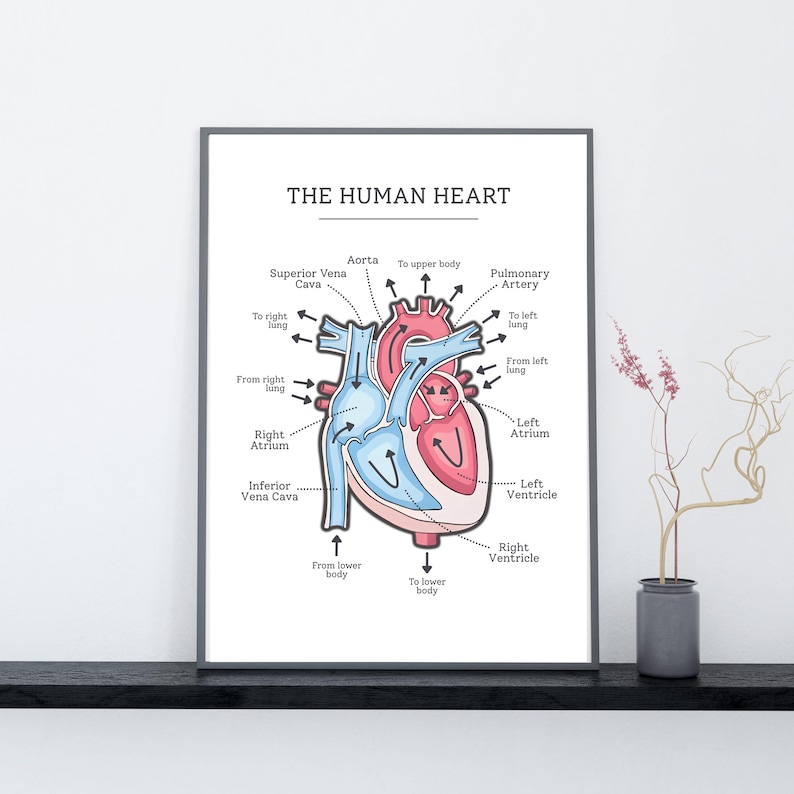 Heart Anatomy Print | Cardiac Diagram Art | Cardiologist & Student Gift ...