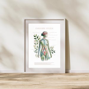 Endocrine System Art | Hormonal Glands Anatomy | Endocrinologist ...