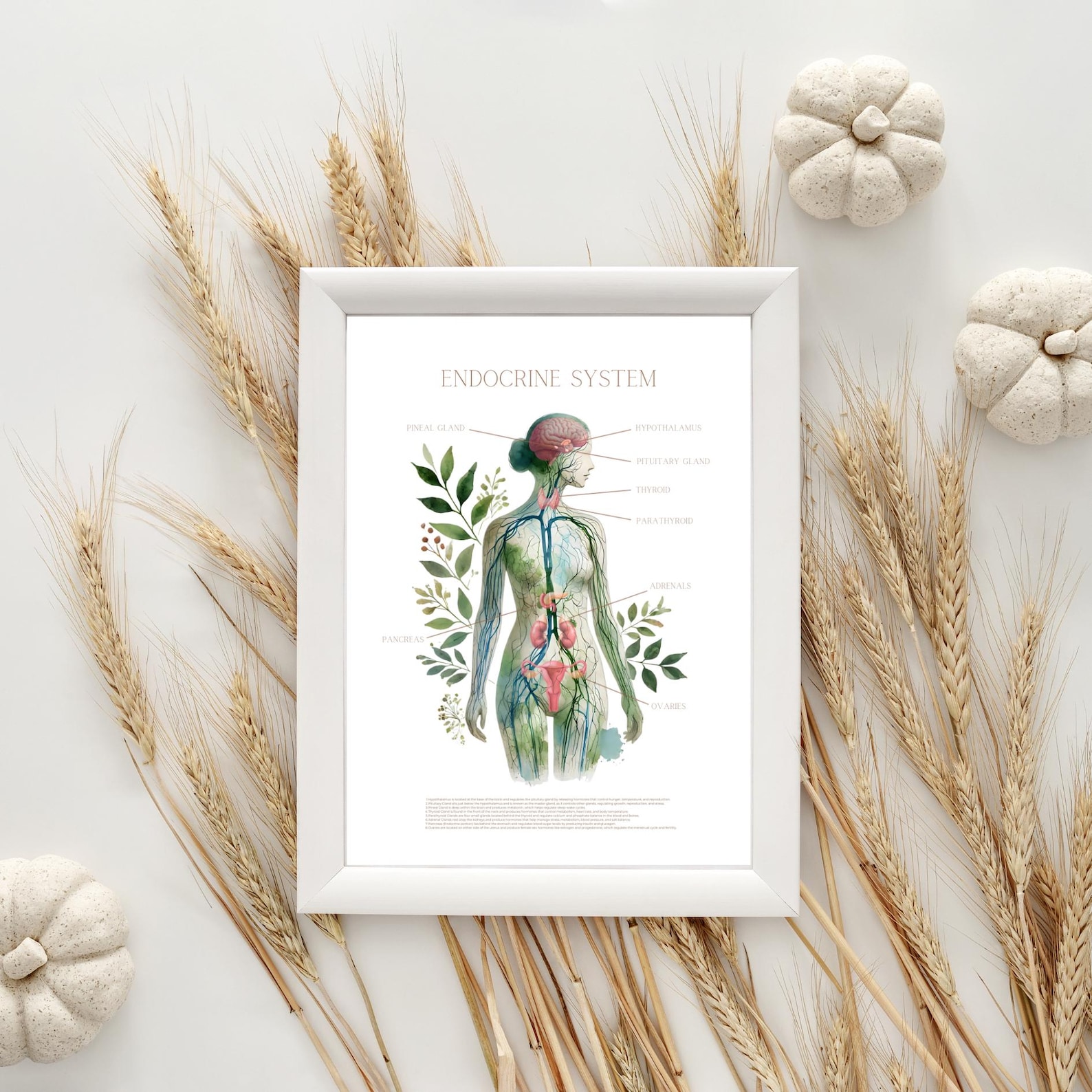 Endocrine System Art | Hormonal Glands Anatomy | Endocrinologist ...