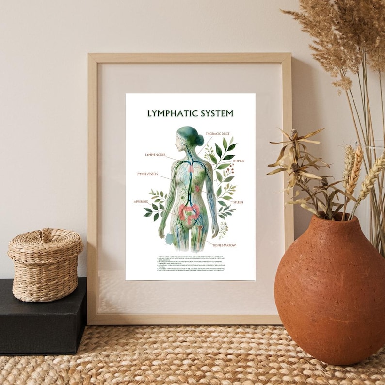 Lymphatic System (green) | Lymph Nodes Anatomy | Doctor Gift ...