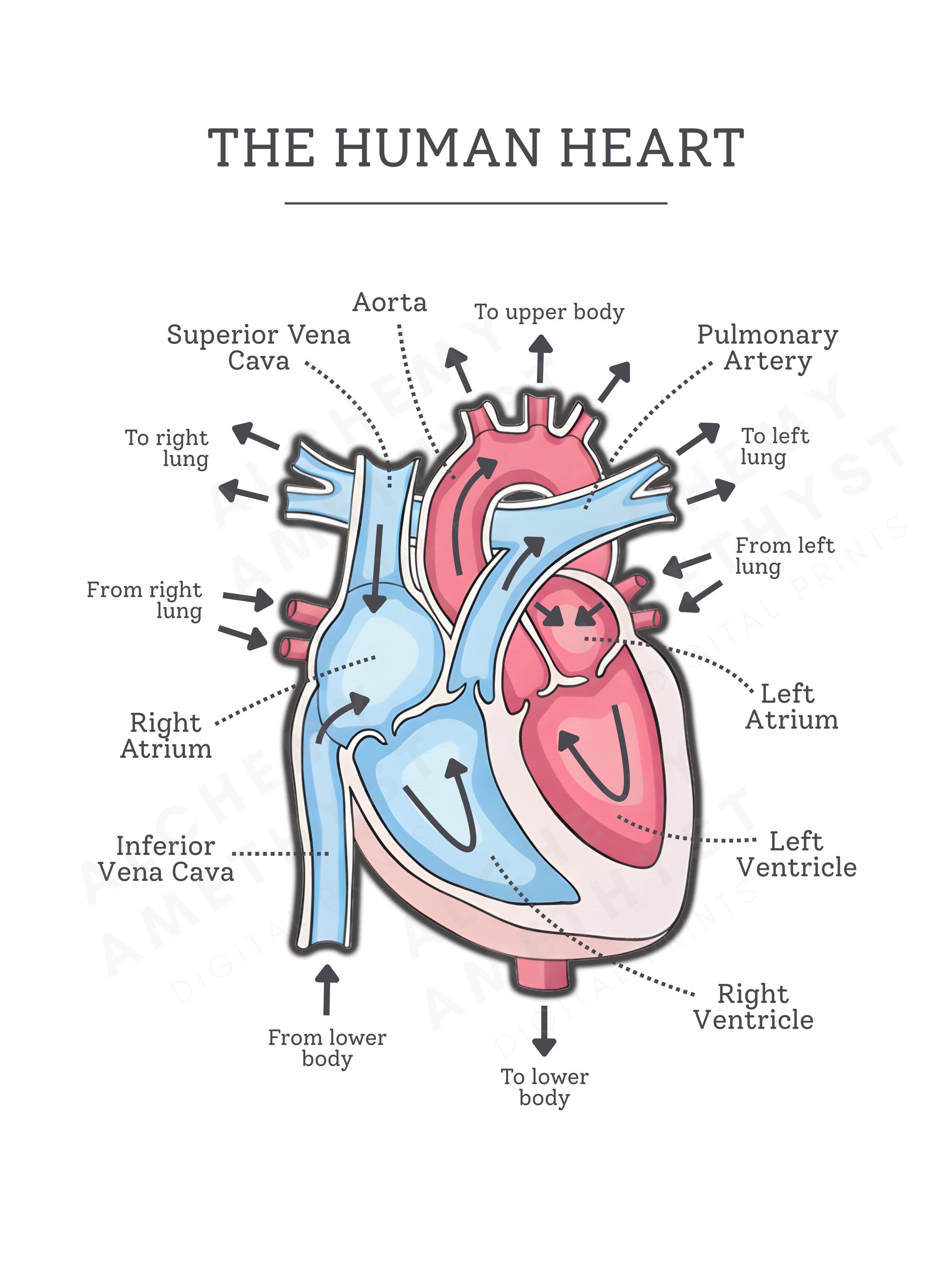 Heart Anatomy Print | Cardiac Diagram Art | Cardiologist & Student Gift ...