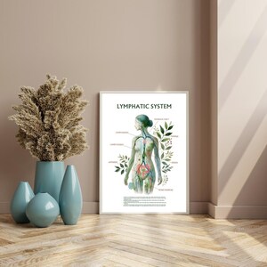 Lymphatic System (green) | Lymph Nodes Anatomy | Doctor Gift ...