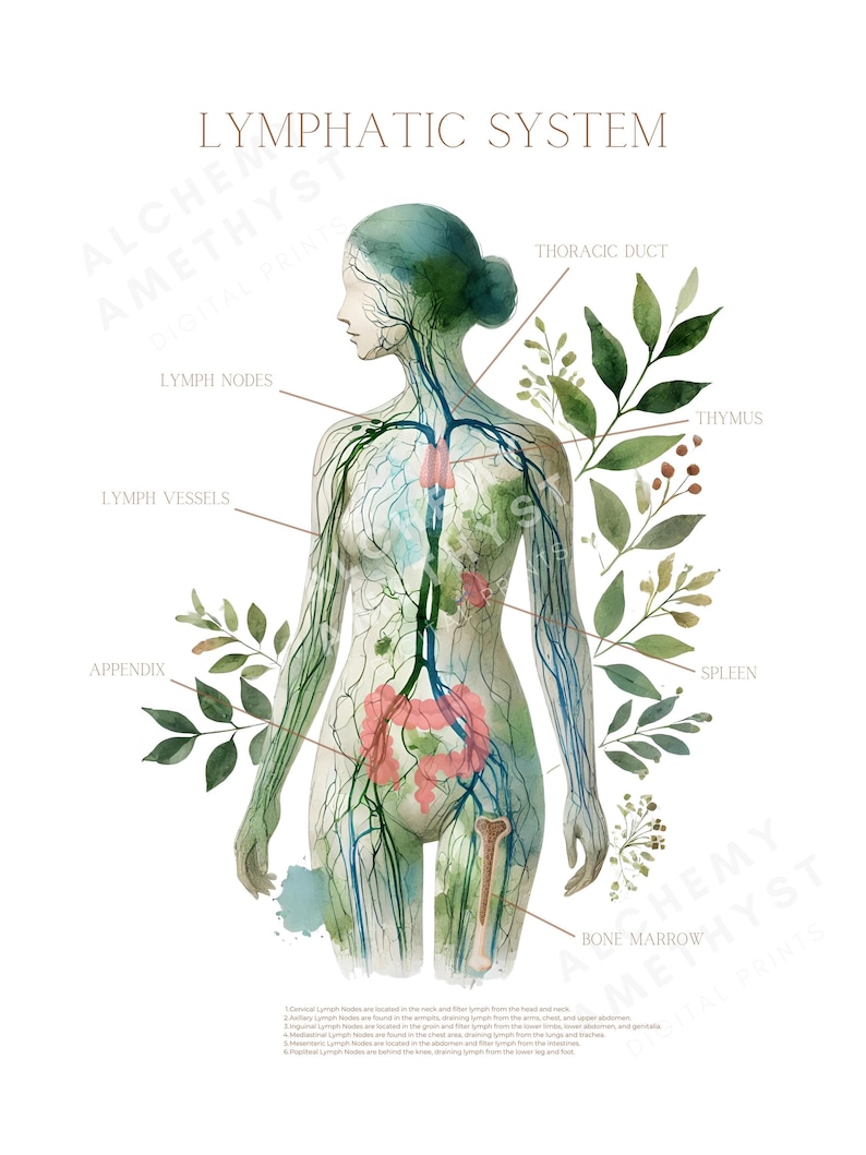 Lymphatic System Art | Lymph Nodes Anatomy Art | Doctor Gift ...