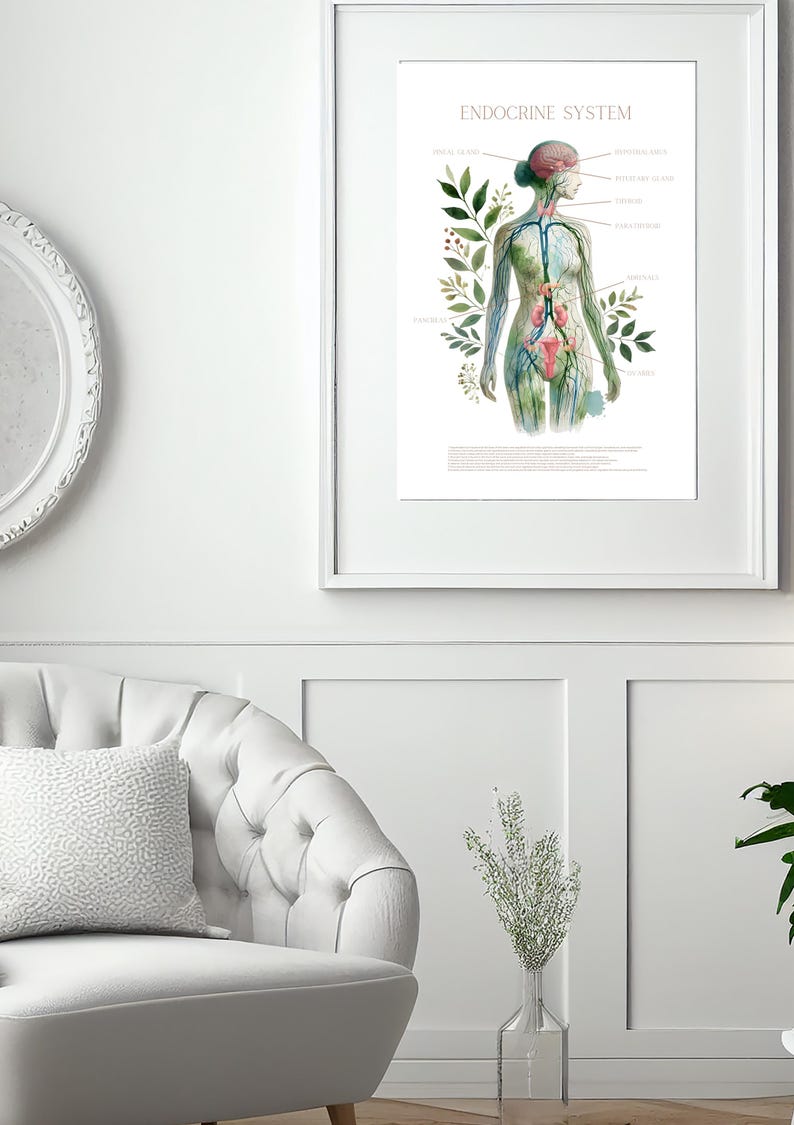 Endocrine System Art | Hormonal Glands Anatomy | Endocrinologist ...