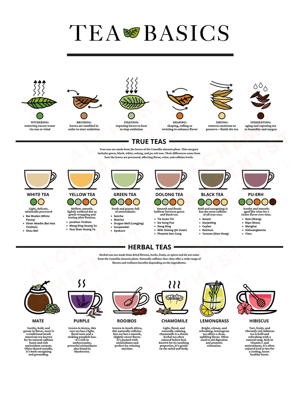 Tea Basics Guide | Tea Types, Leaves & Fermentation | Café Kitchen ...