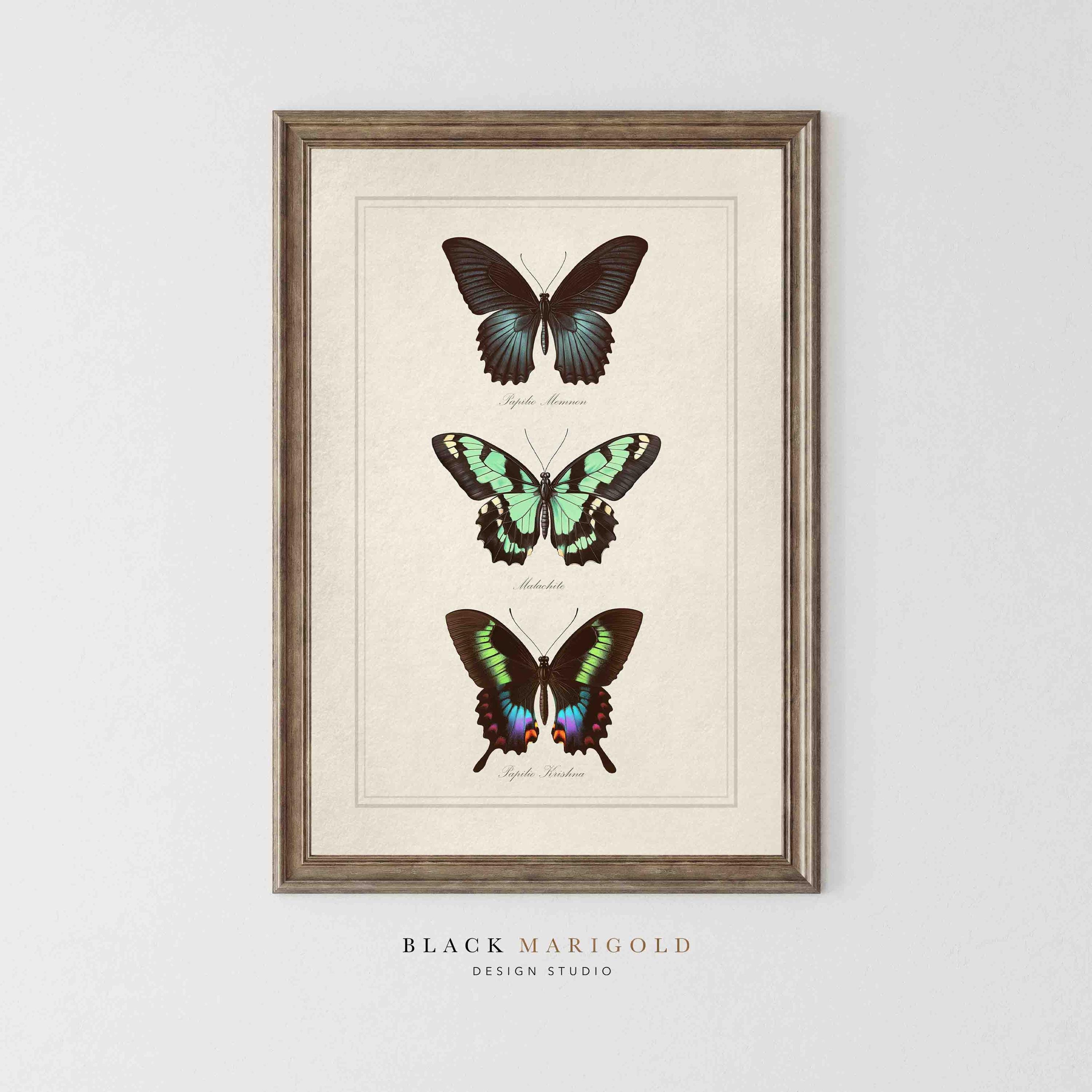 Vintage Butterfly Print | Memnon, Malachite, Krishna | Vintage Oil ...