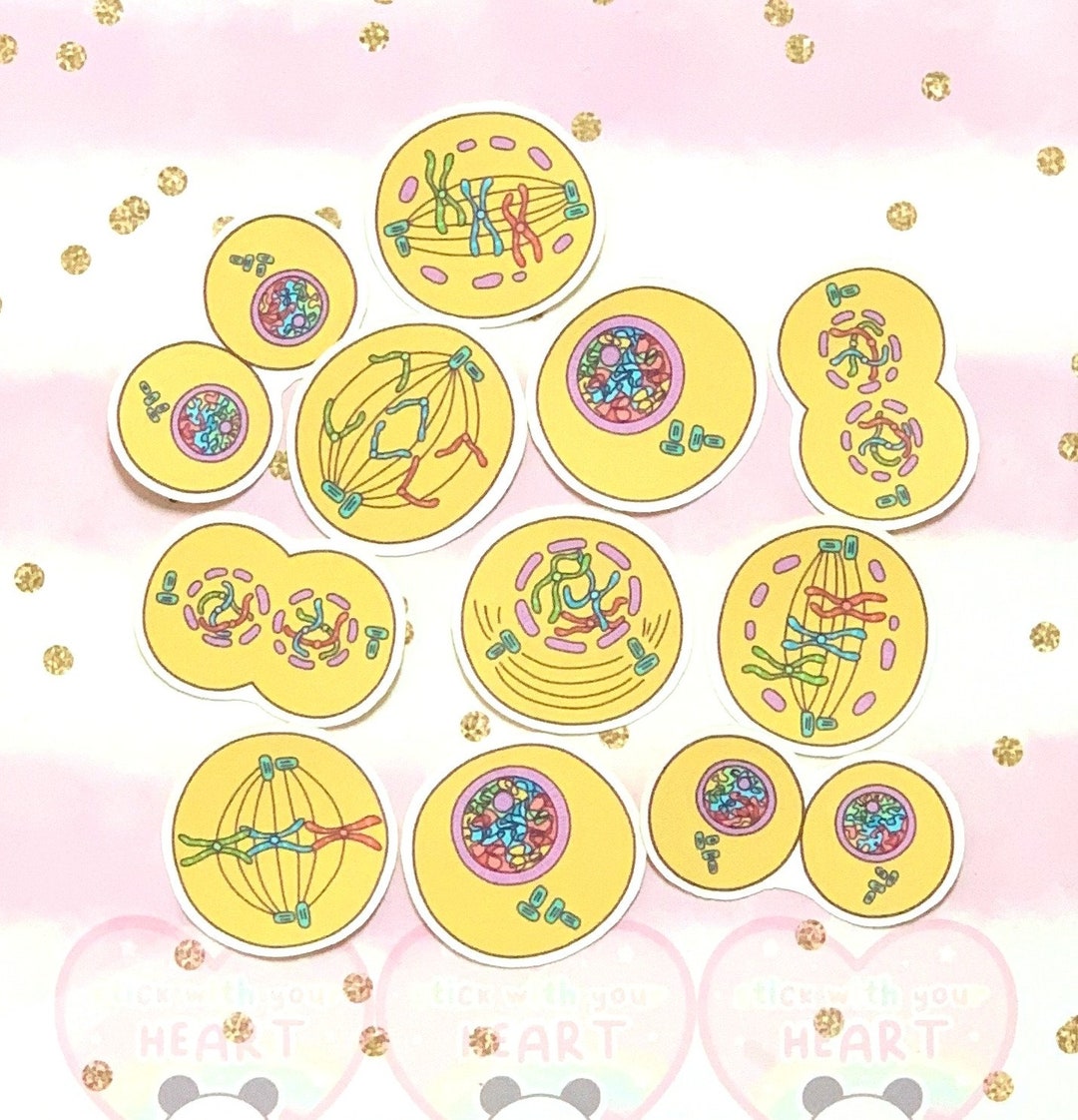 30 Pack Paper Cell Mitosis Stickers - Etsy