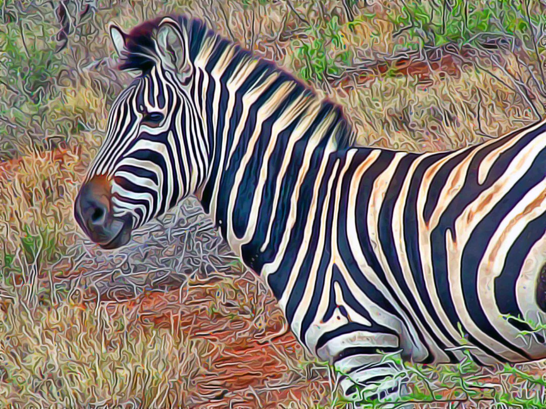 South African Zebra Digital Print, South Africa Art, Zebra Print ...