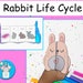 Life Cycle of a Rabbit | All About Rabbits Science Unit | Foldable Kids ...