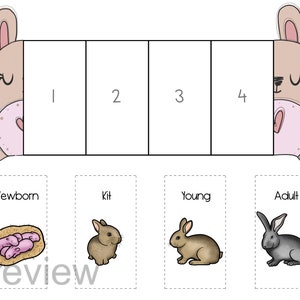 Life Cycle of a Rabbit | All About Rabbits Science Unit | Foldable Kids ...