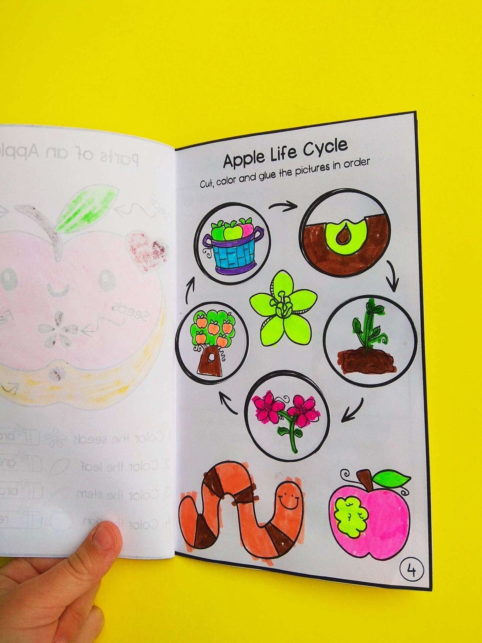 Apple Life Cycle Mini Book Apple Day Lesson Unit Apple Unit Study Fall ...