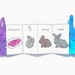 Life Cycle of a Rabbit All About Rabbits Science Unit - Etsy