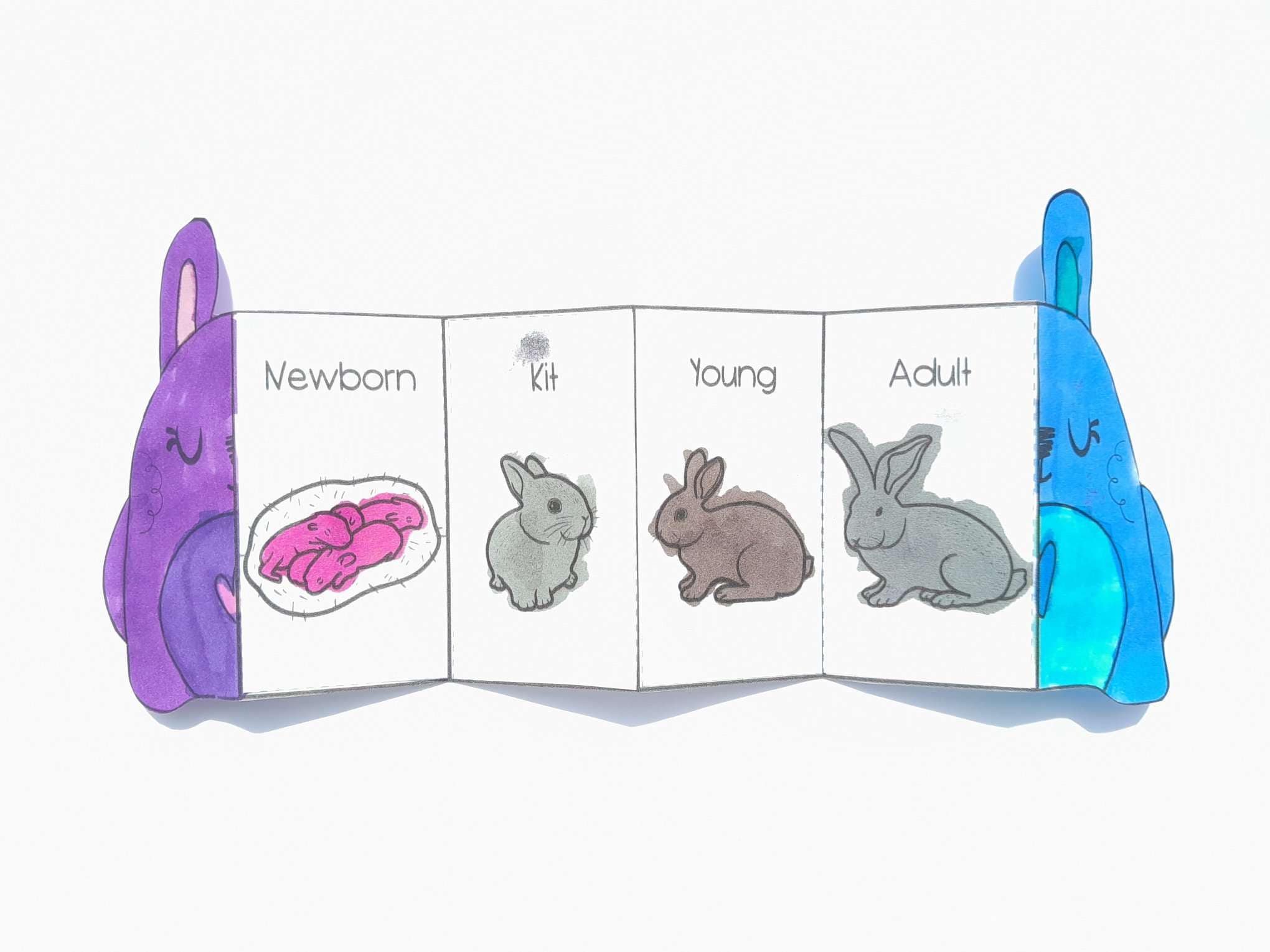 Life Cycle of a Rabbit | All About Rabbits Science Unit | Foldable Kids ...
