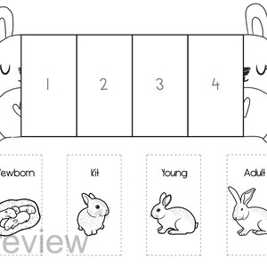 Life Cycle of a Rabbit | All About Rabbits Science Unit | Foldable Kids ...