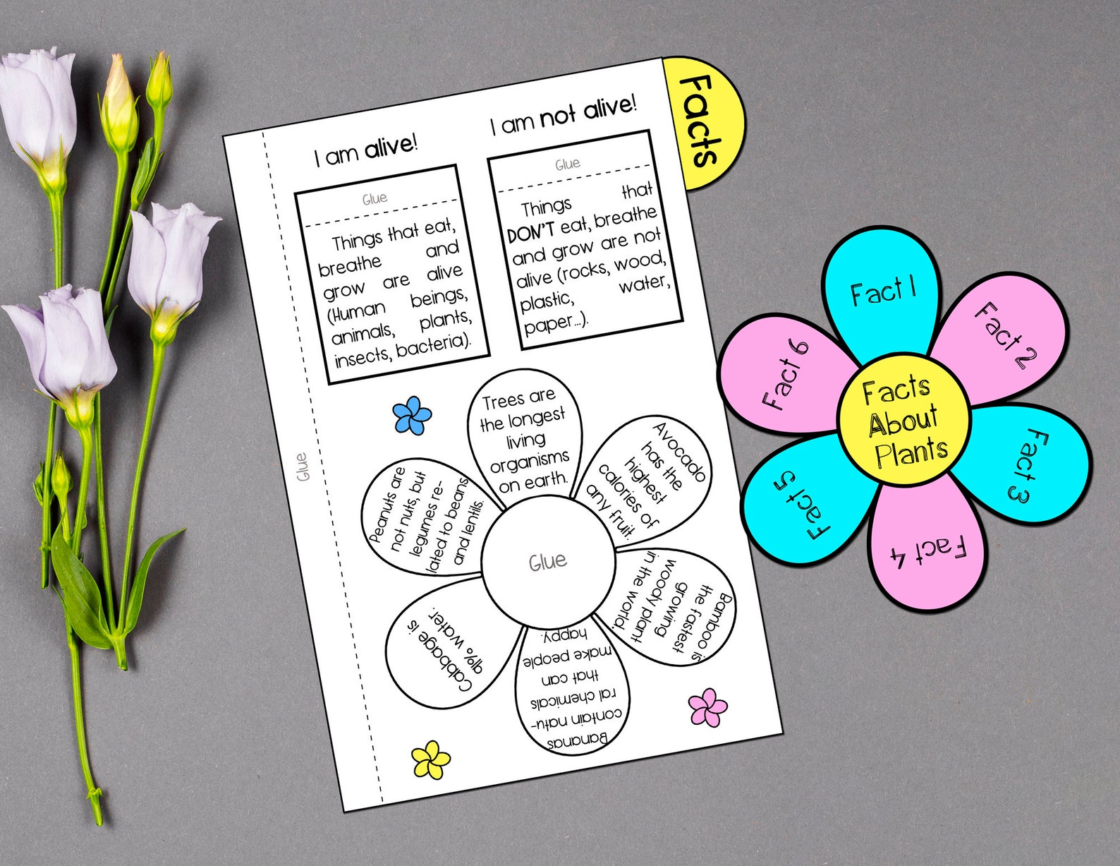 Life Cycle of a Plant | Parts of a Plant | Plant Activity Unit ...