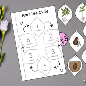 Life Cycle of a Plant | Parts of a Plant | Plant Activity Unit ...