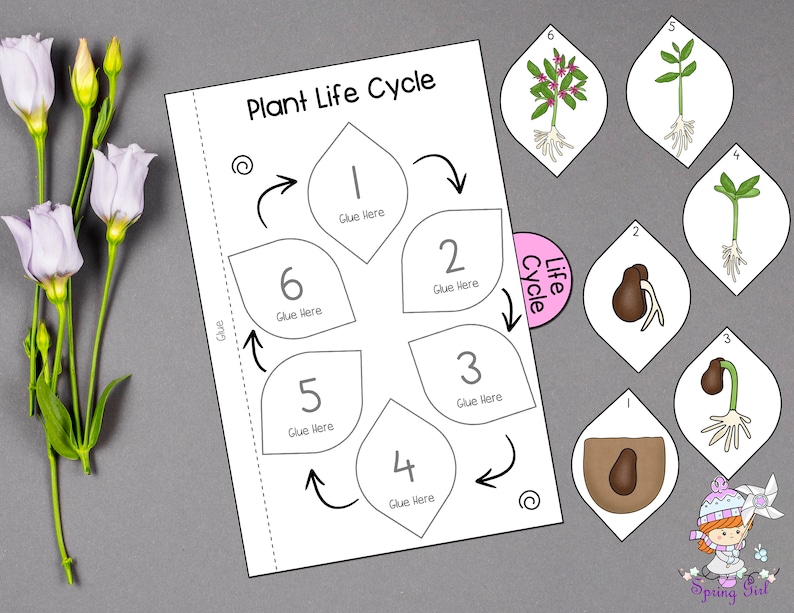 Life Cycle of a Plant | Parts of a Plant | Plant Activity Unit ...